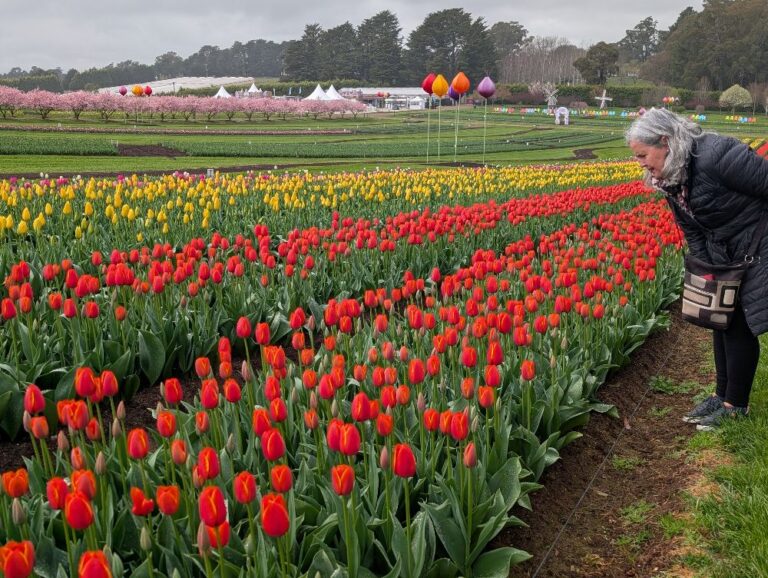 Tesselaar Tulip Festival 2025 Guide - Seniors in Melbourne