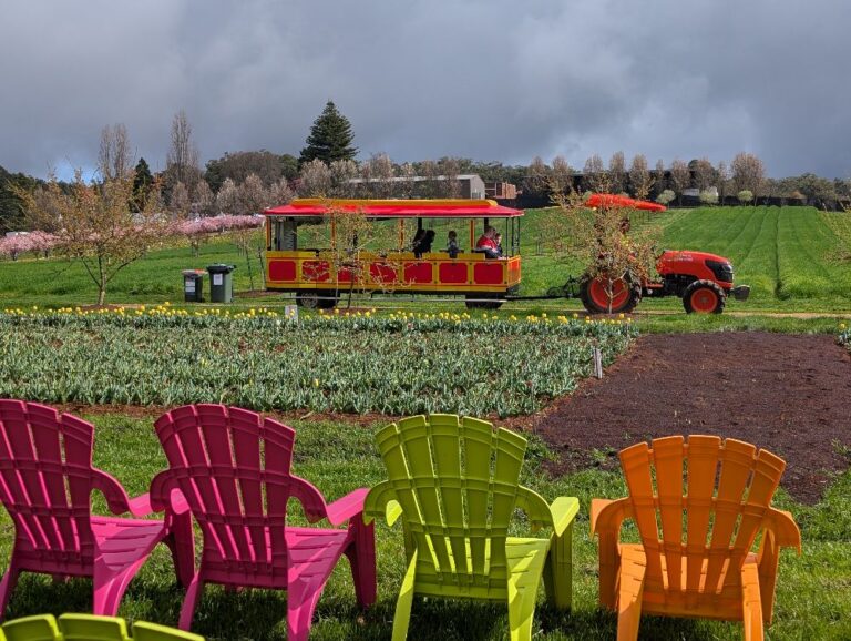 Tesselaar Tulip Festival 2025 Guide - Seniors in Melbourne