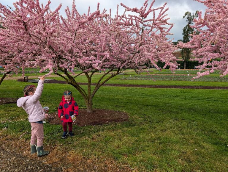 Tesselaar Tulip Festival 2025 Guide - Seniors in Melbourne
