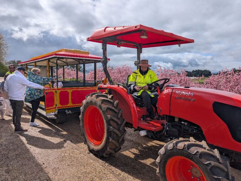 Tesselaar Tulip Festival 2025 Guide - Seniors in Melbourne