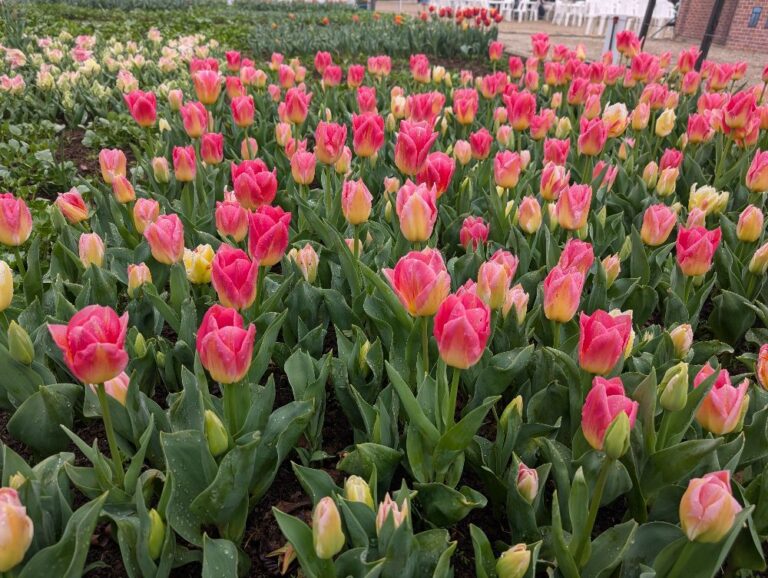 Tesselaar Tulip Festival 2025 Guide - Seniors in Melbourne