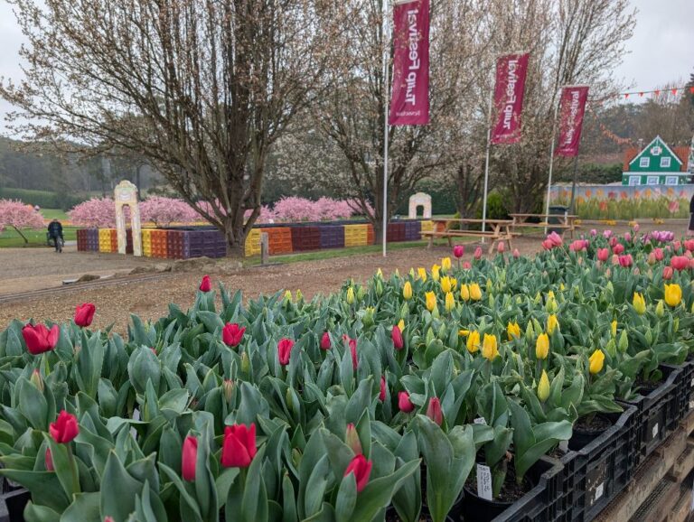 Tesselaar Tulip Festival 2025 Guide - Seniors in Melbourne
